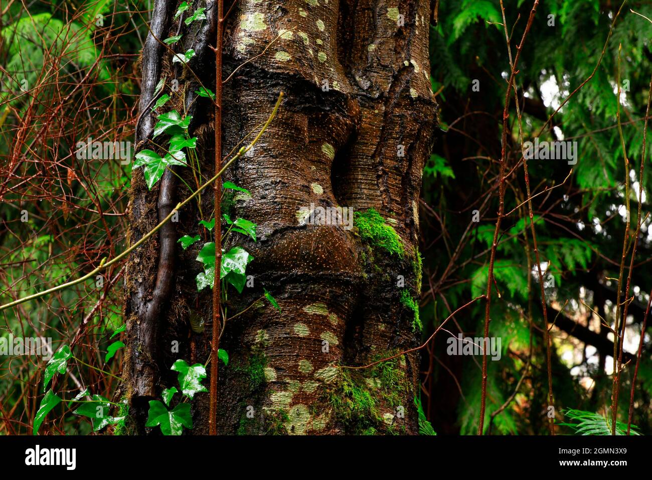 a picture of an Pacific Northwest forest with Red alder trees Stock ...