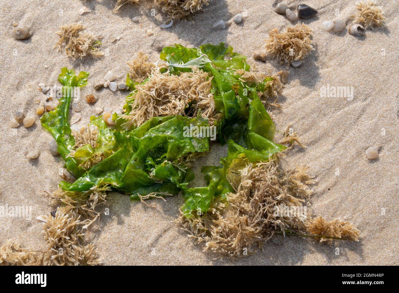 Dead Seaweed at the beach Stock Photo - Alamy