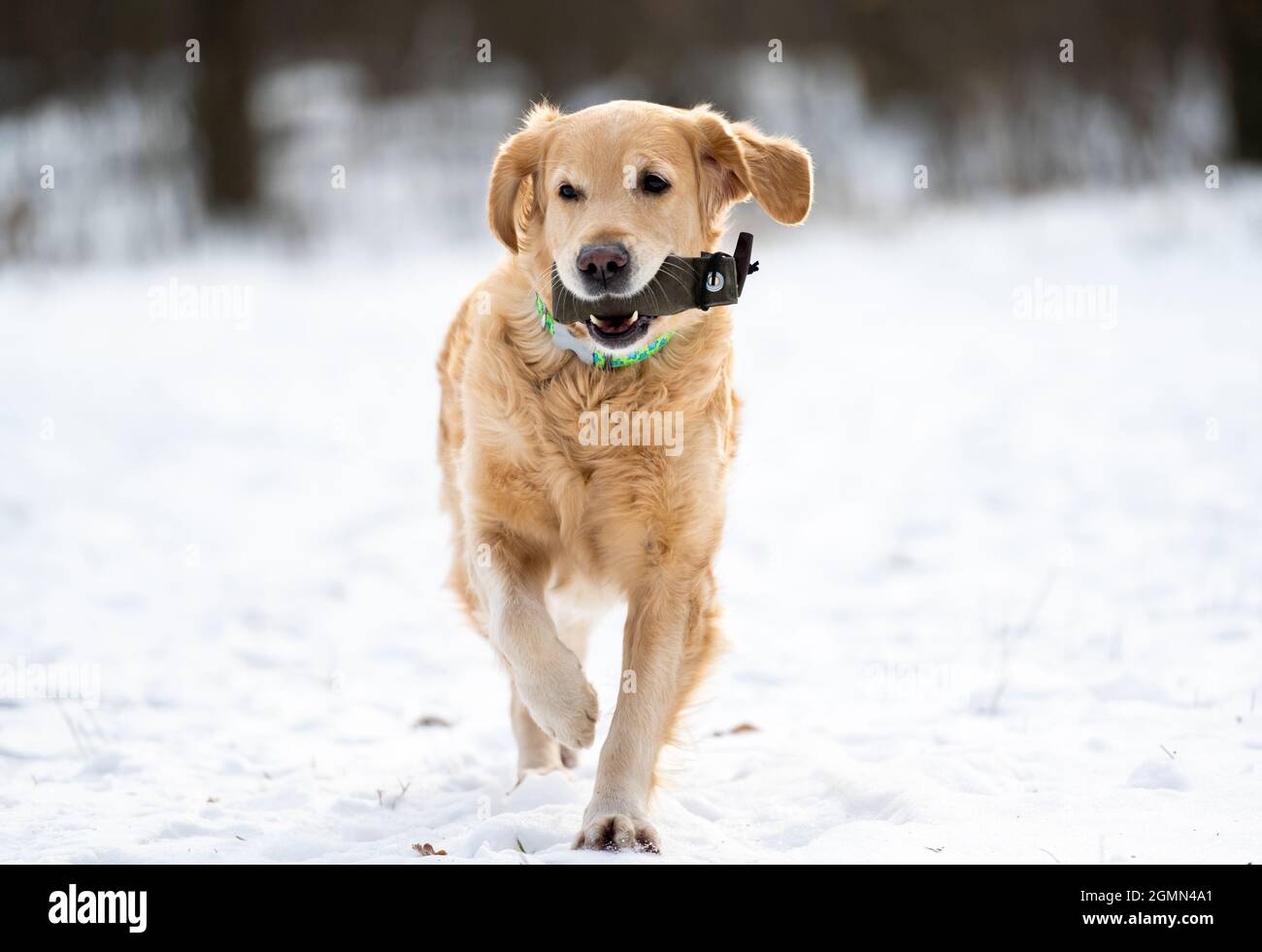 Golden retriever dog playing outside Stock Photo - Alamy