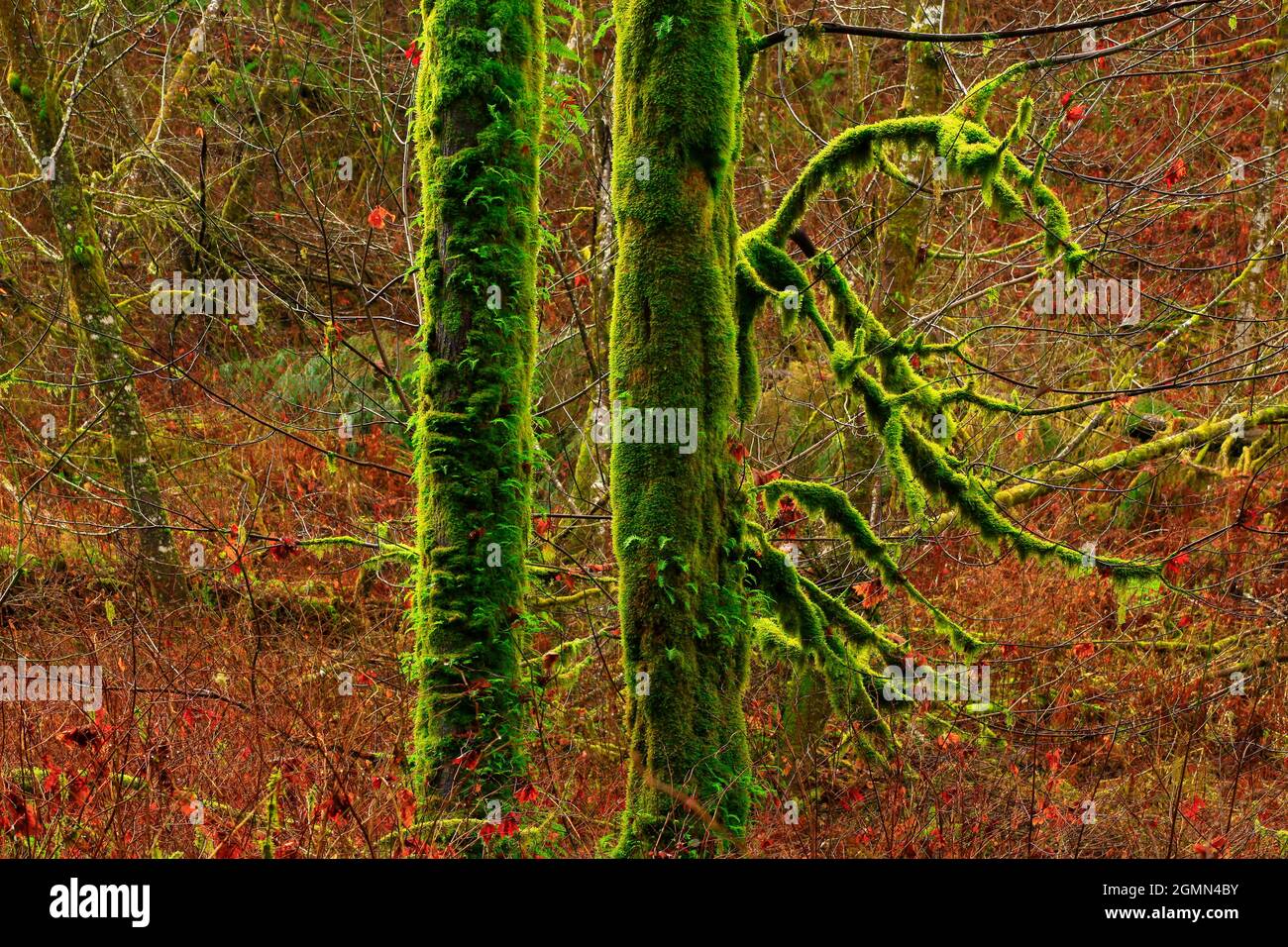 a exterior picture of an Pacific Northwest forest with Big leaf maple ...