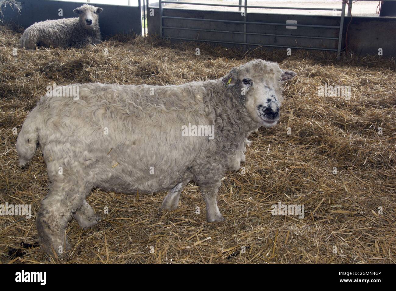GREY FACED DARTMOOR SHEEP Stock Photo - Alamy