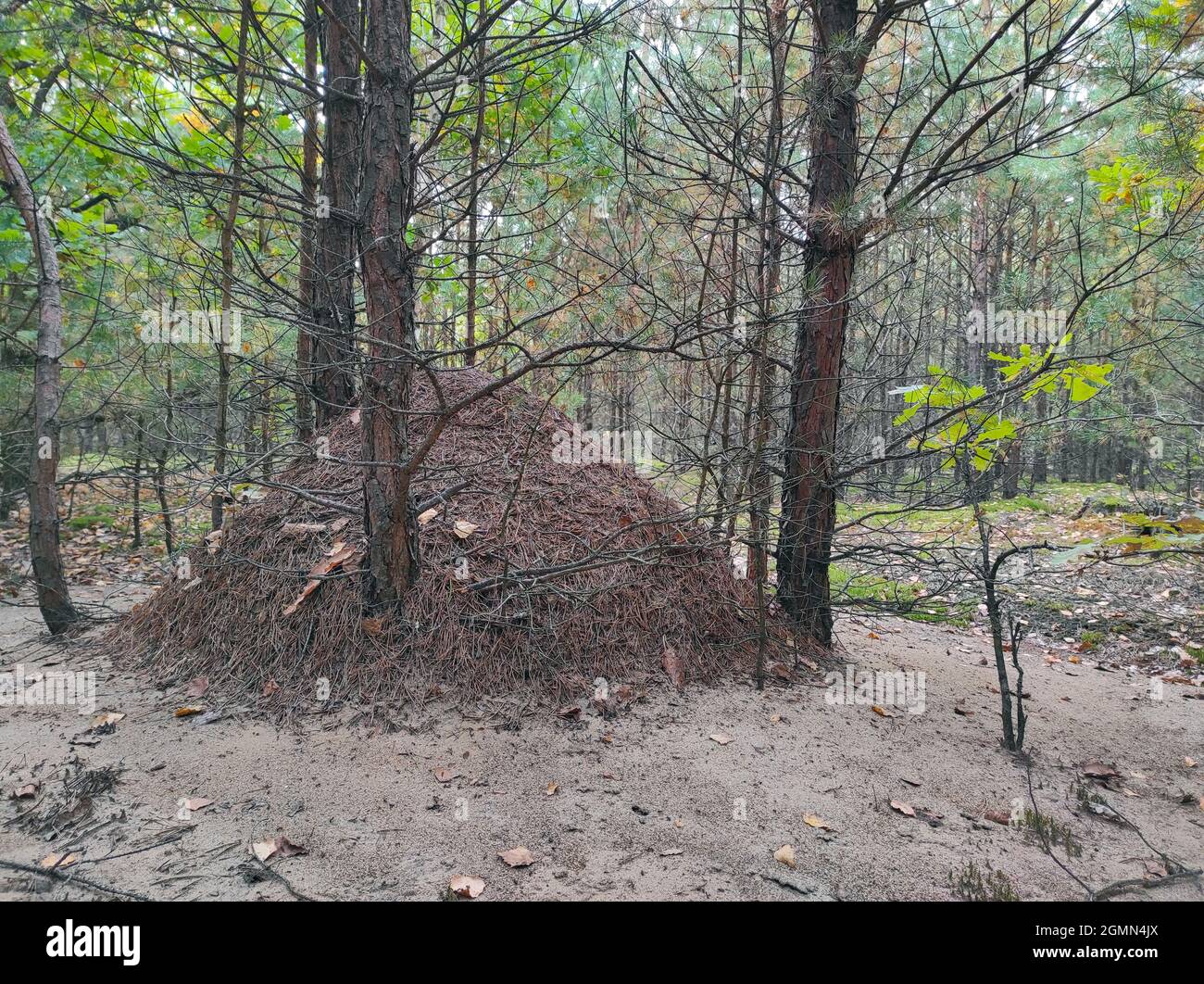 Very large anthill in the wood. Wild ant insect construction in forest ...