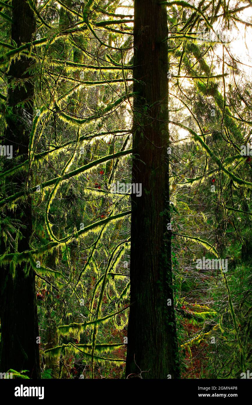 a exterior picture of an Pacific Northwest forest with Western hemlock ...
