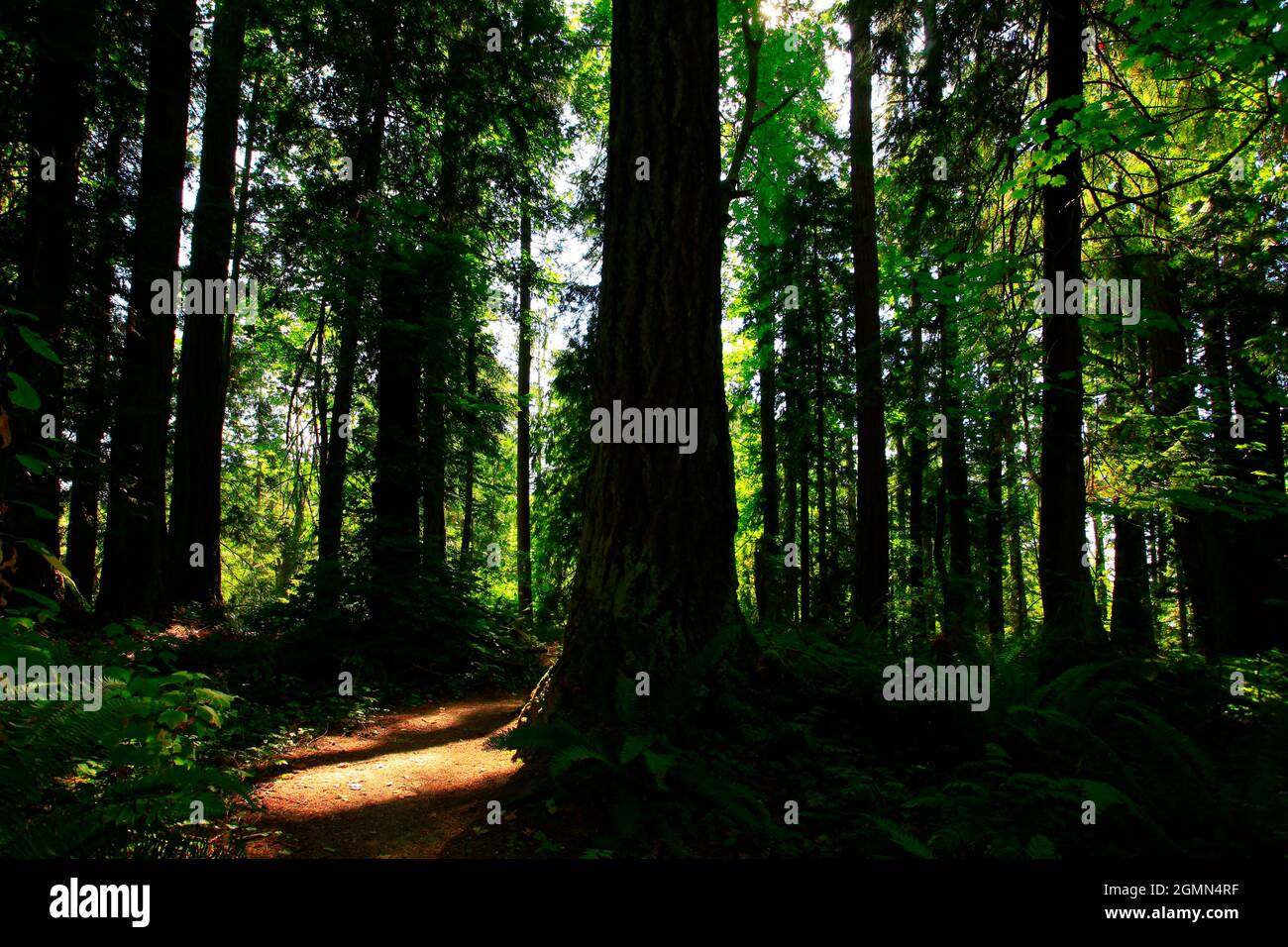 a exterior picture of an Pacific Northwest forest trail Stock Photo - Alamy