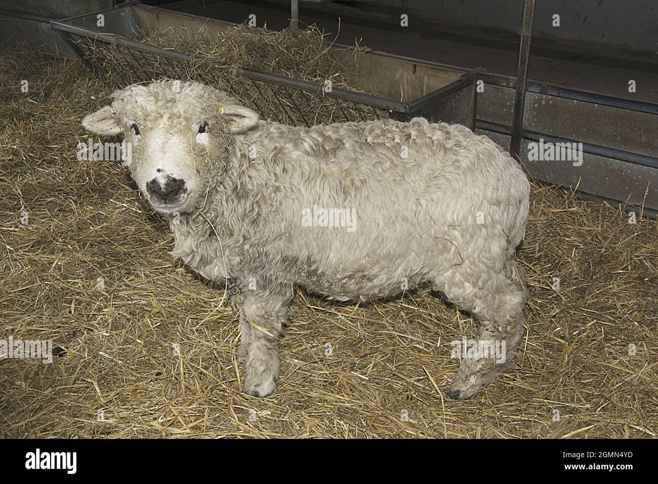 Grey faced dartmoor hi-res stock photography and images - Alamy