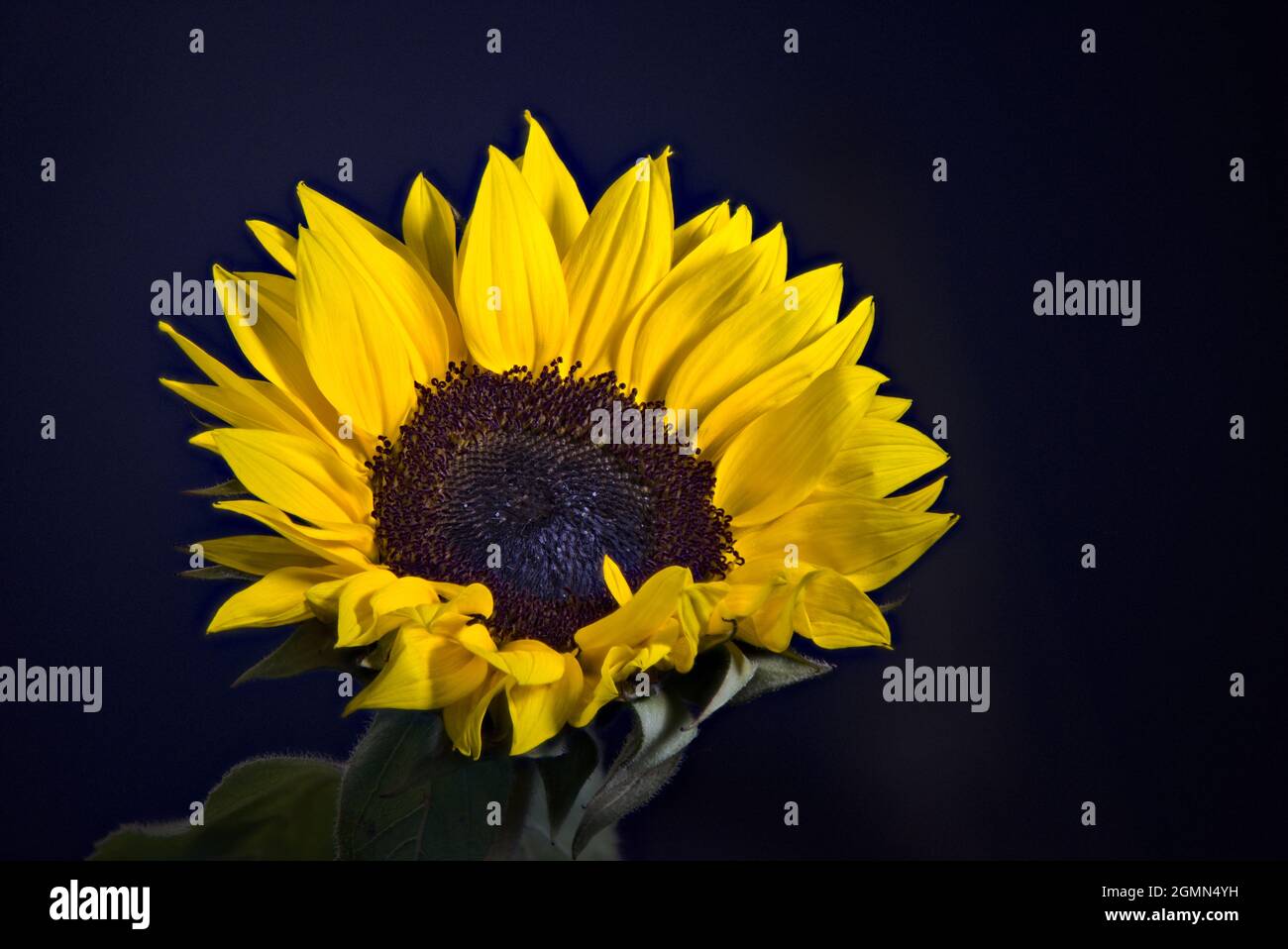 Individual flower petals hi-res stock photography and images - Alamy