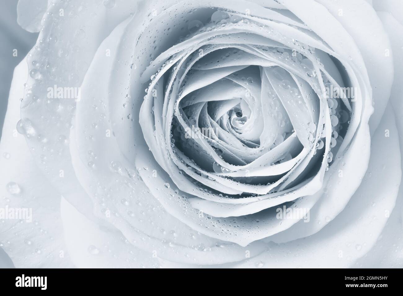 Blue rose closeup background Stock Photo - Alamy