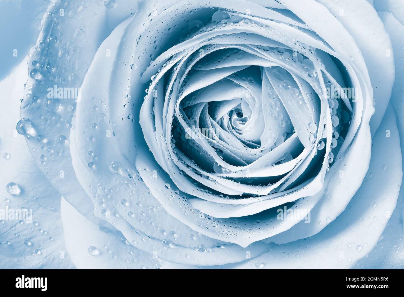 Blue rose closeup background Stock Photo - Alamy