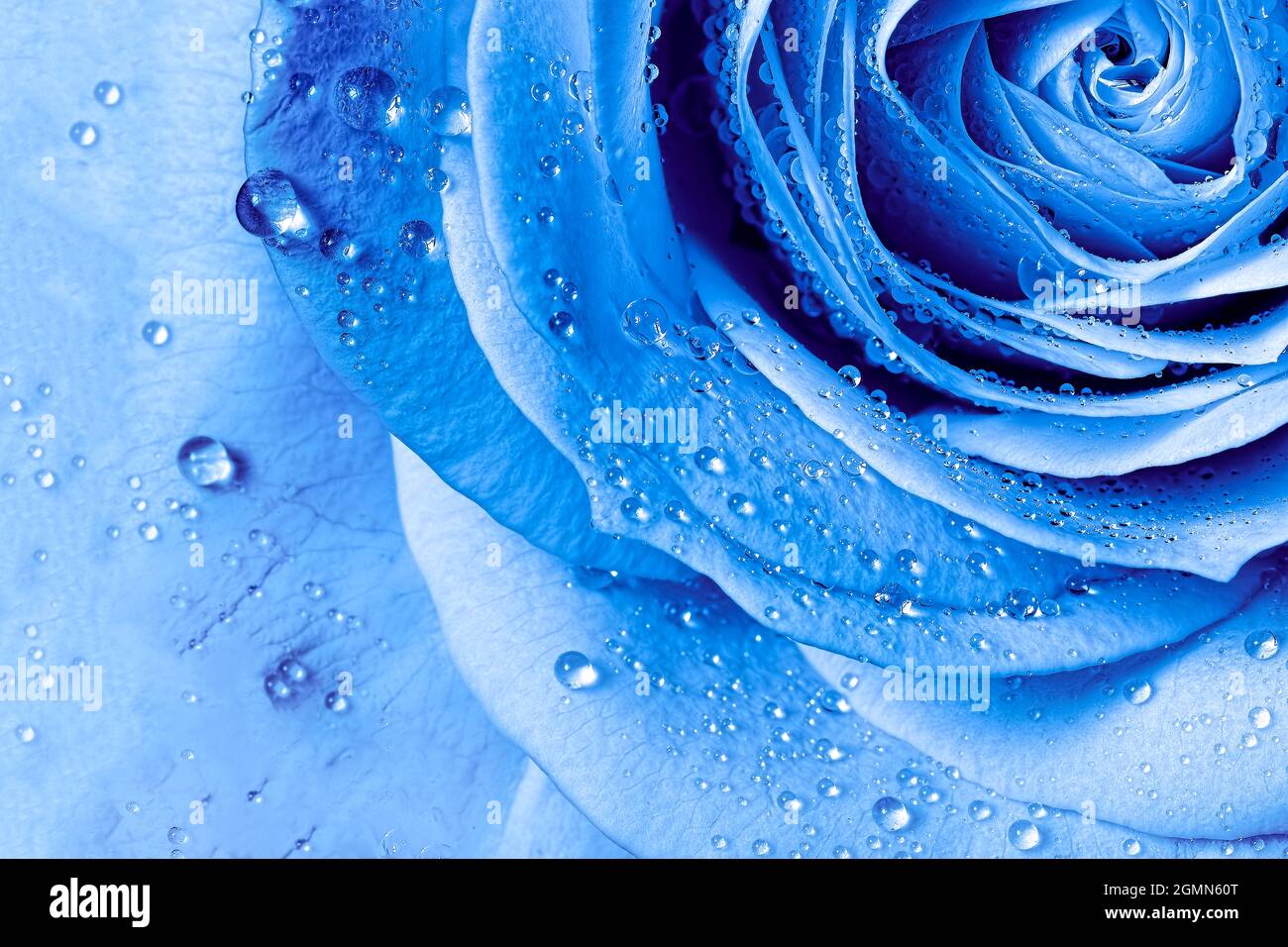 Blue rose closeup background Stock Photo - Alamy