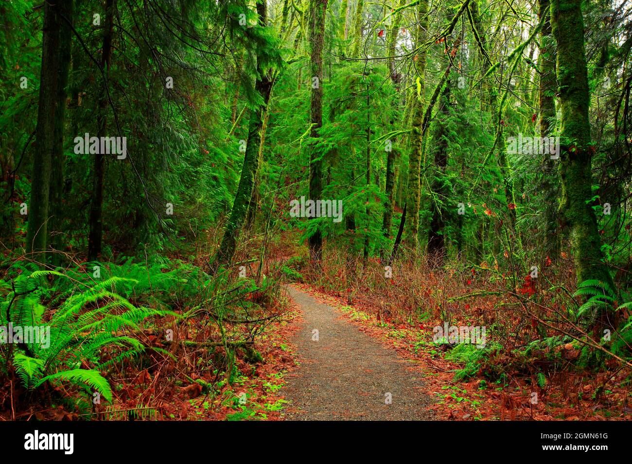 a exterior picture of an Pacific Northwest forest trail Stock Photo - Alamy