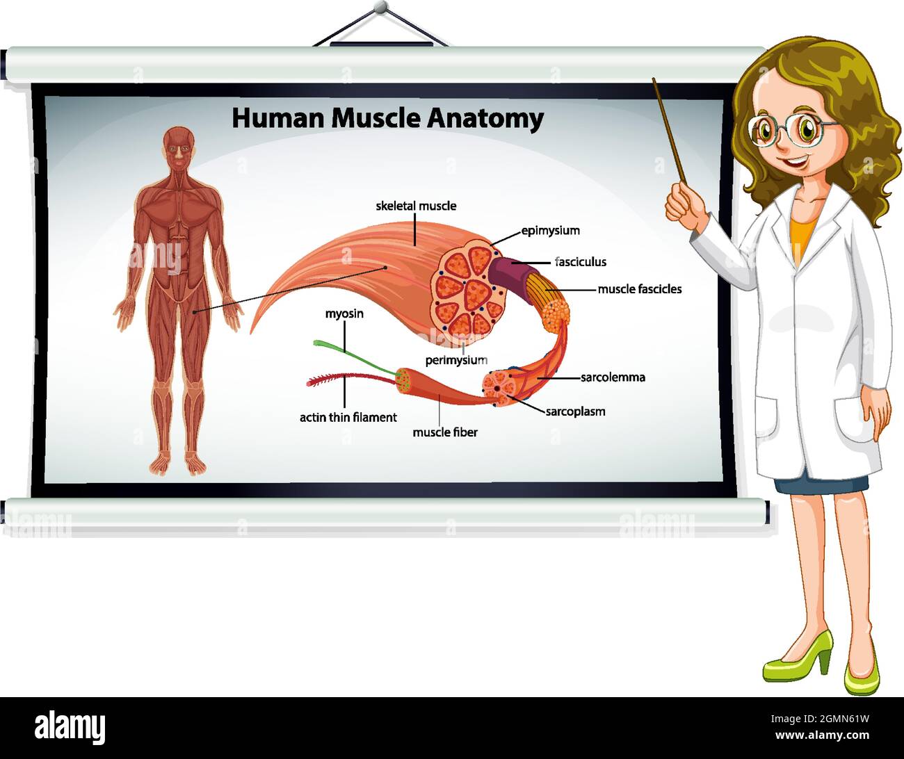 Human muscle anatomy with body anatomy illustration Stock Vector Image ...