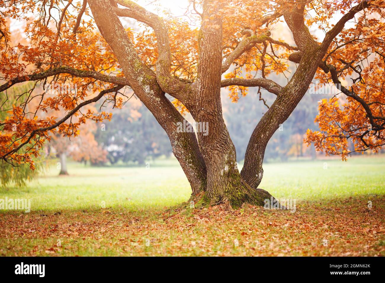 Beautiful oak tree in hi-res stock photography and images - Alamy