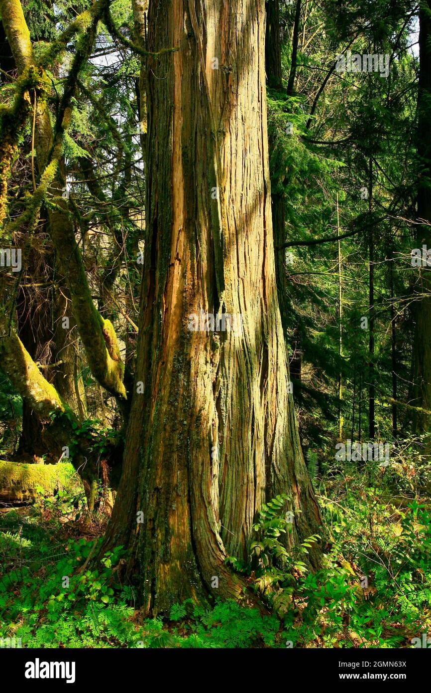 a exterior picture of an Pacific Northwest forest with Western red ...