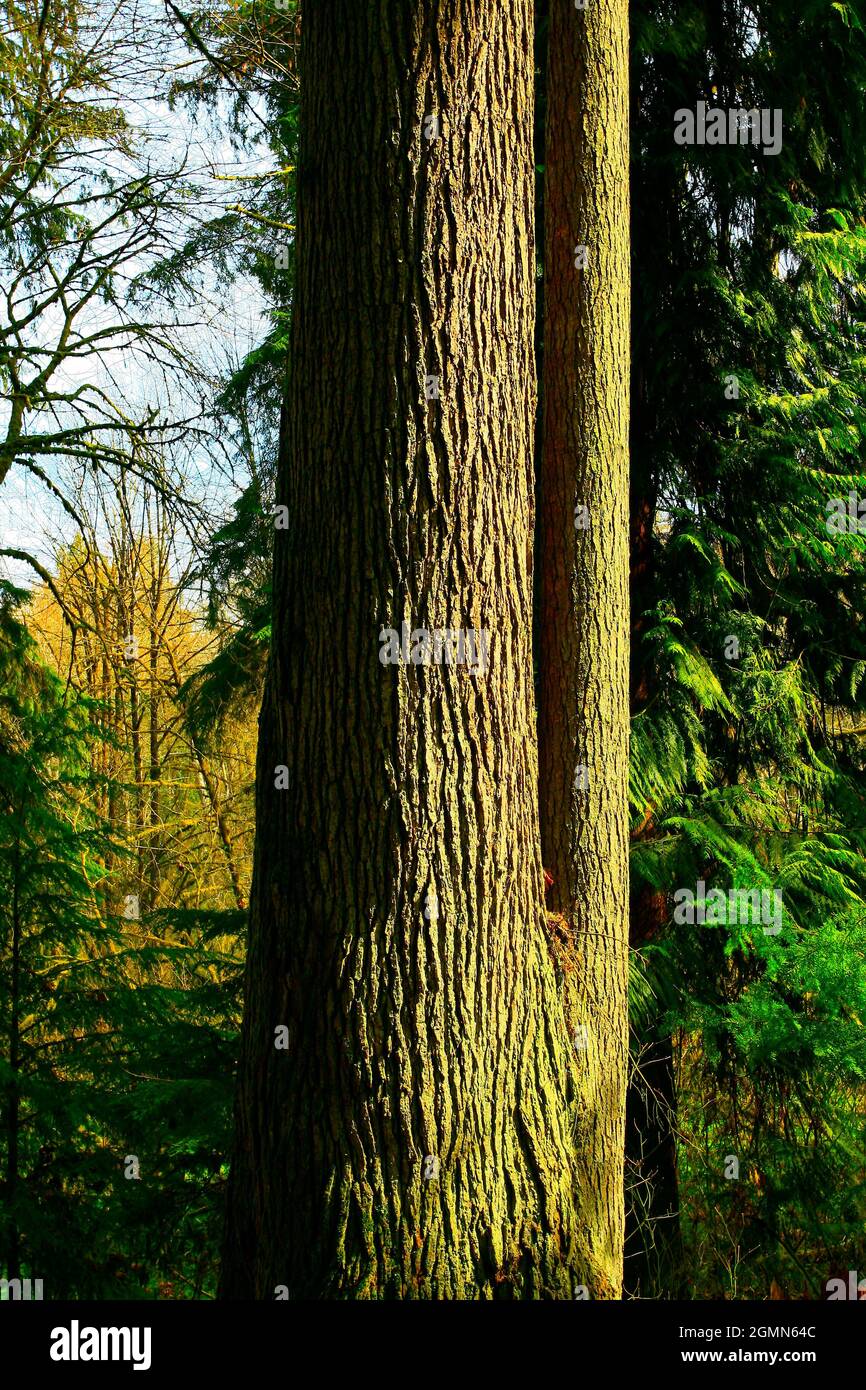 Western Hemlock Bark