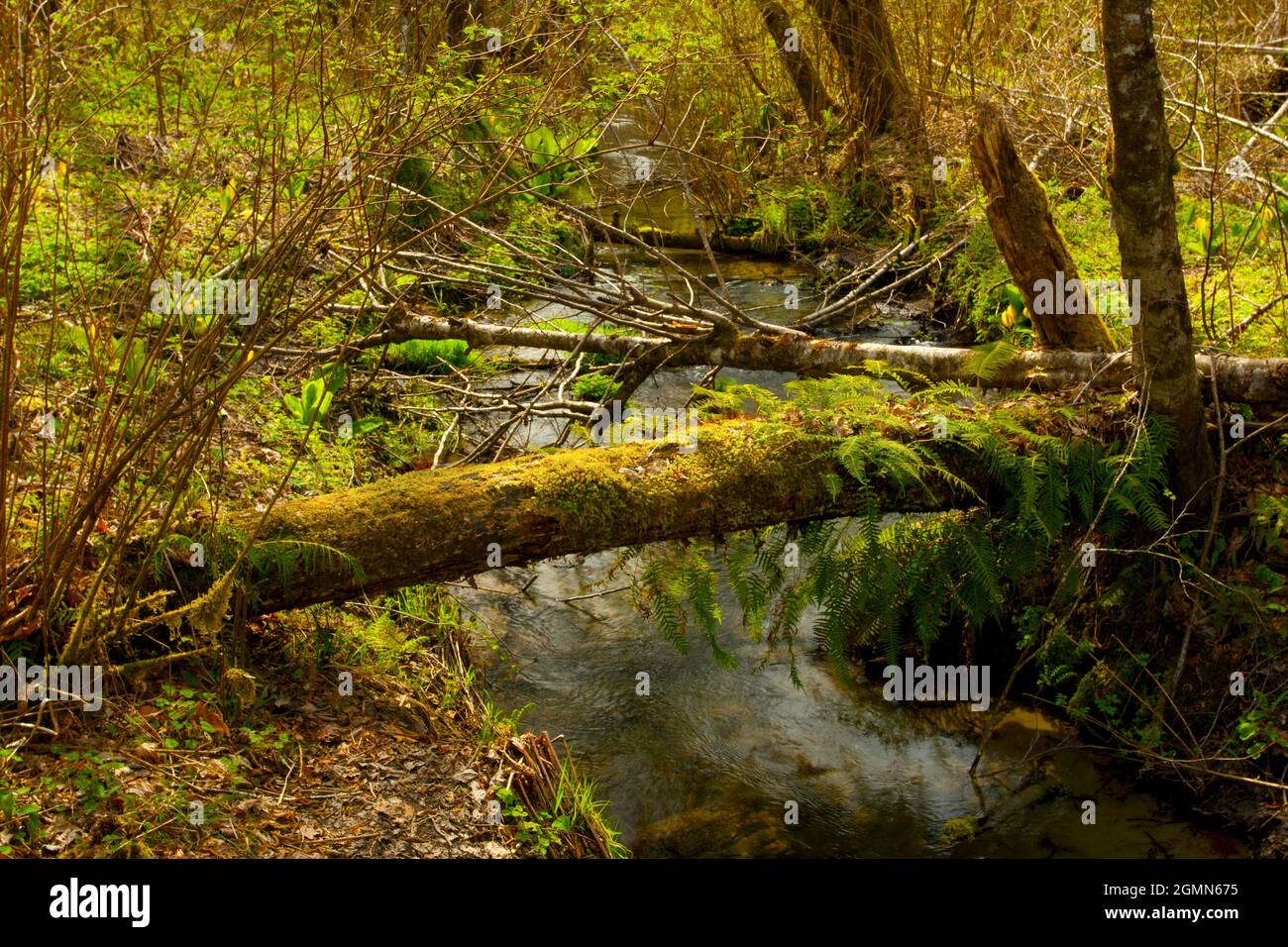 Picture of forest and water hi-res stock photography and images - Alamy