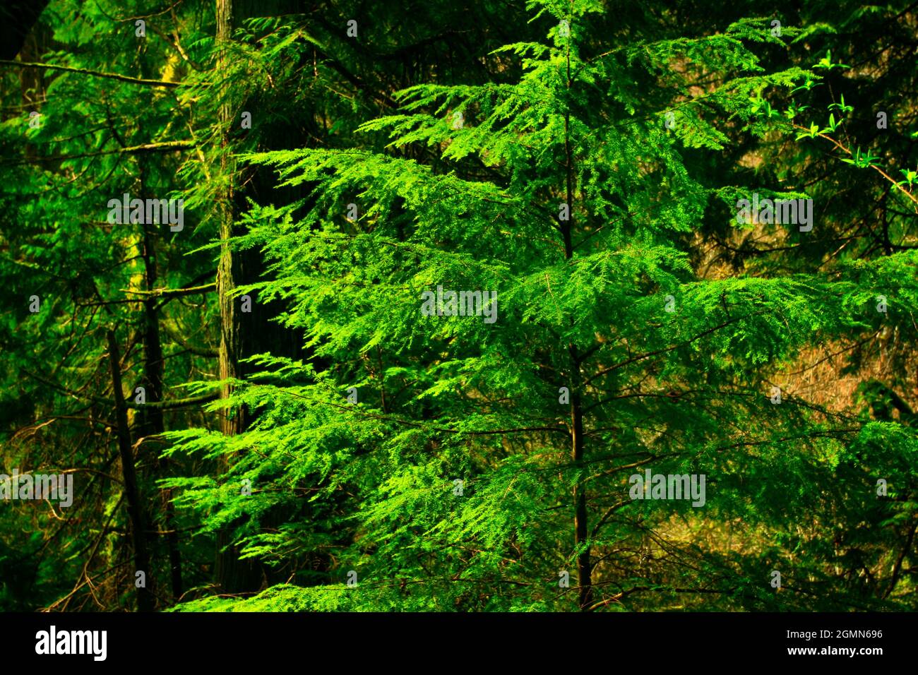 a exterior picture of an Pacific Northwest forest with Western hemlock ...