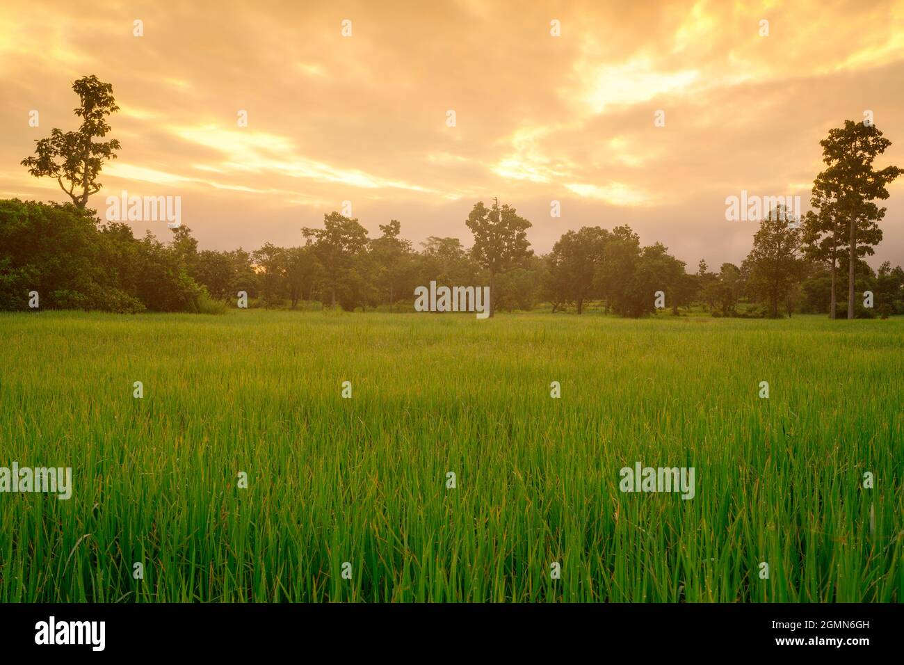 Green rice field seedlings hi-res stock photography and images - Alamy