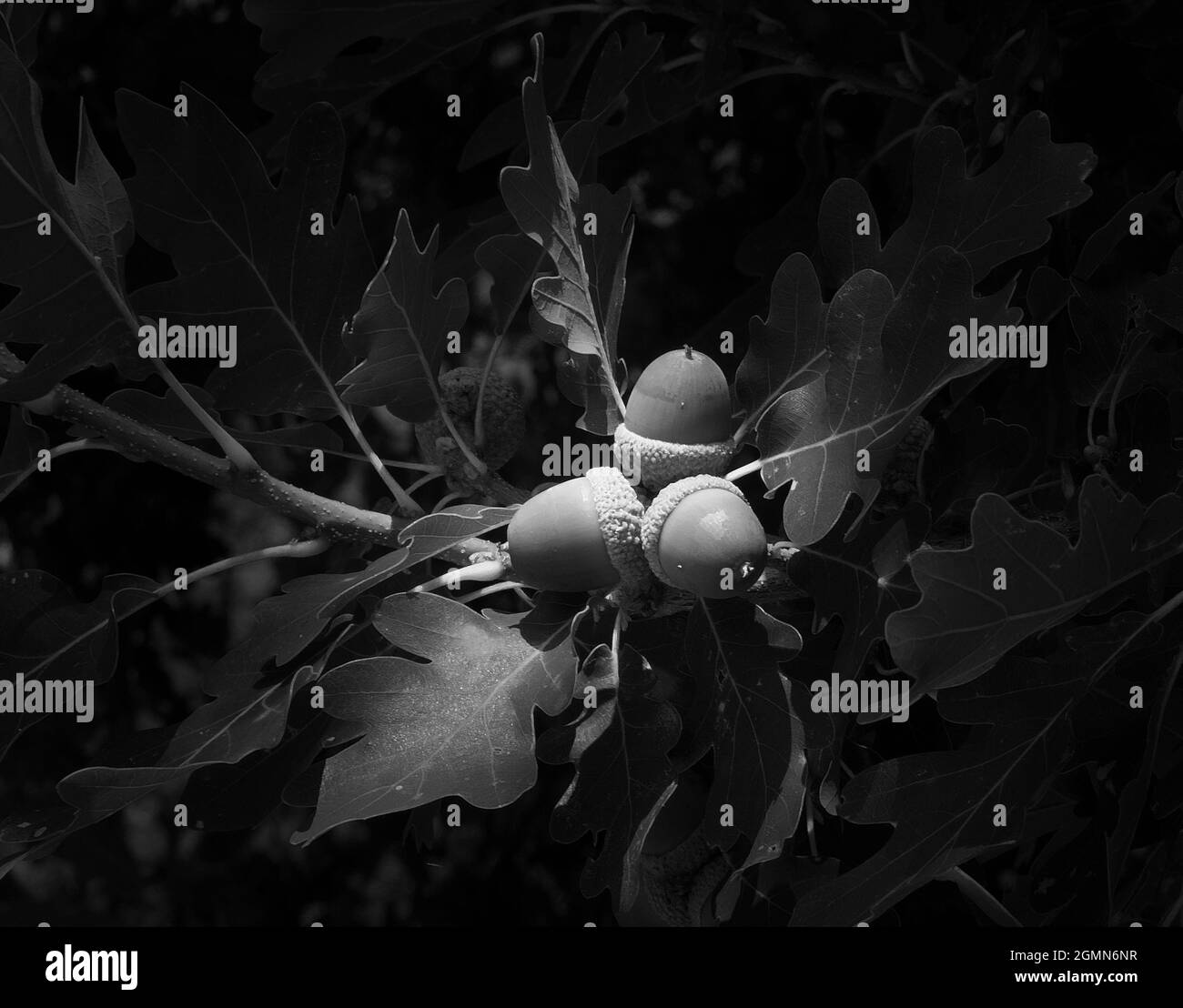 Acorns oak tree hi-res stock photography and images - Alamy