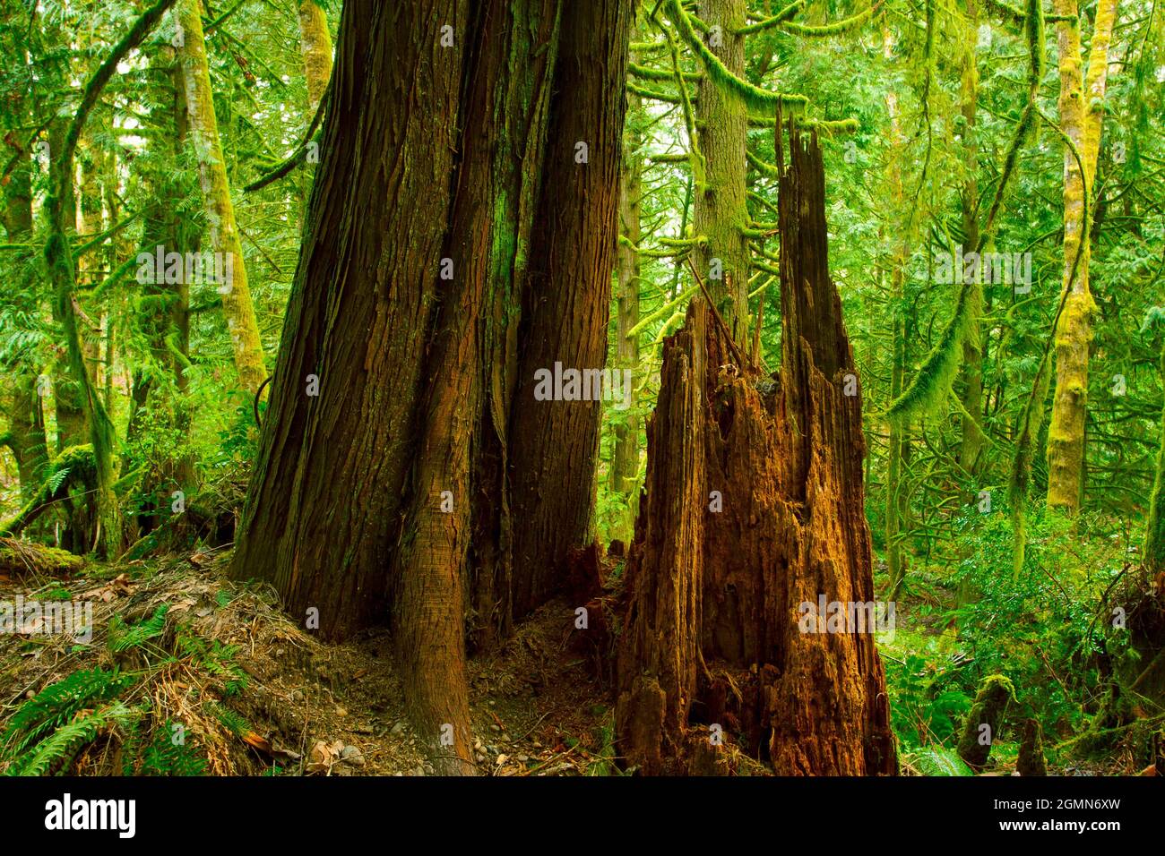 a exterior picture of an Pacific Northwest forest with Western red ...
