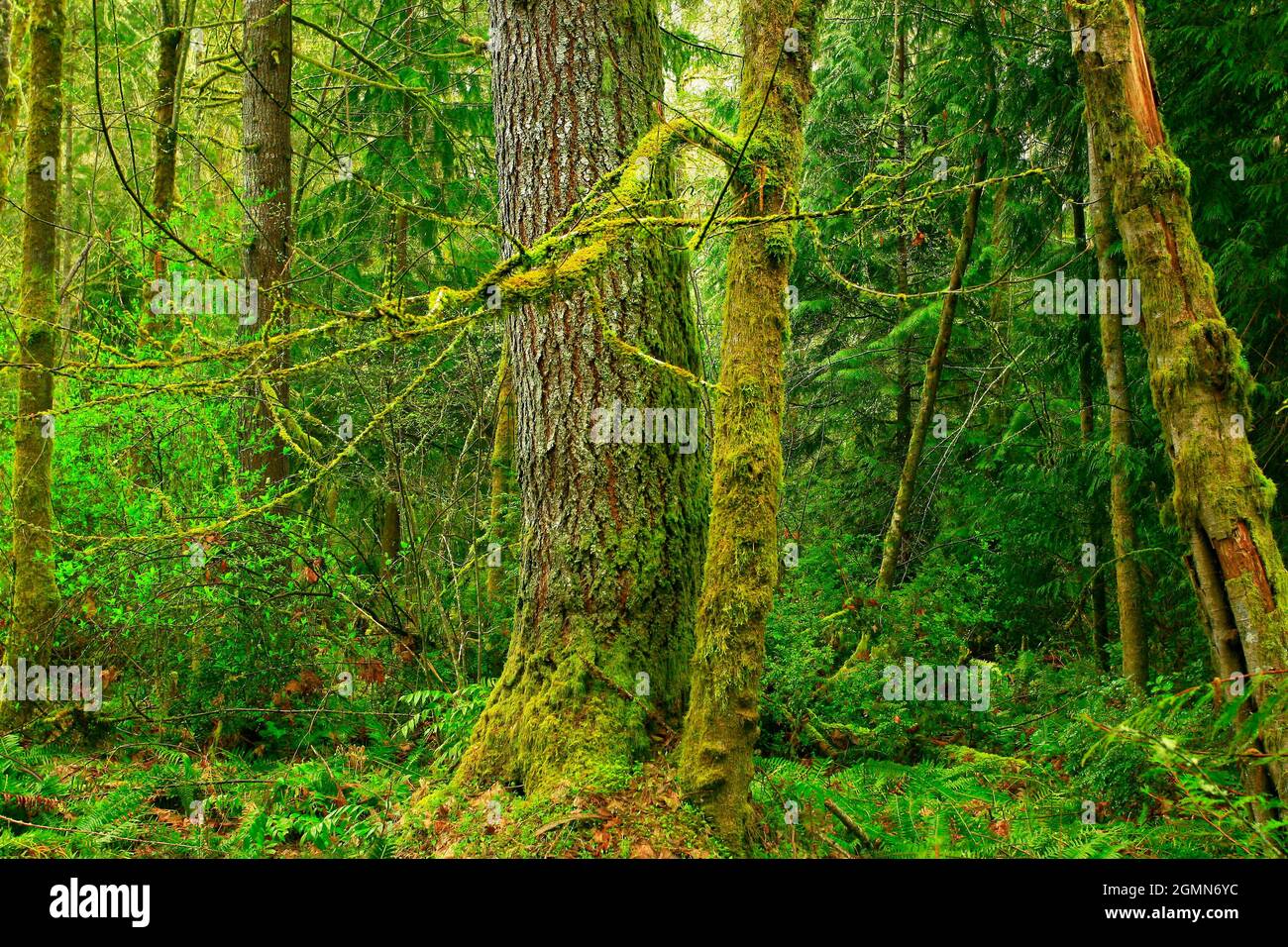 Conifer trees hi-res stock photography and images - Alamy