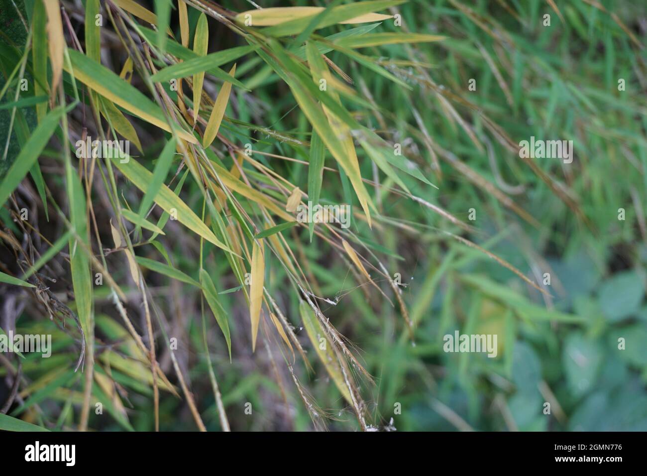 Bamboo grass (rumput bambu, genus Lophatherum) with a natural ...