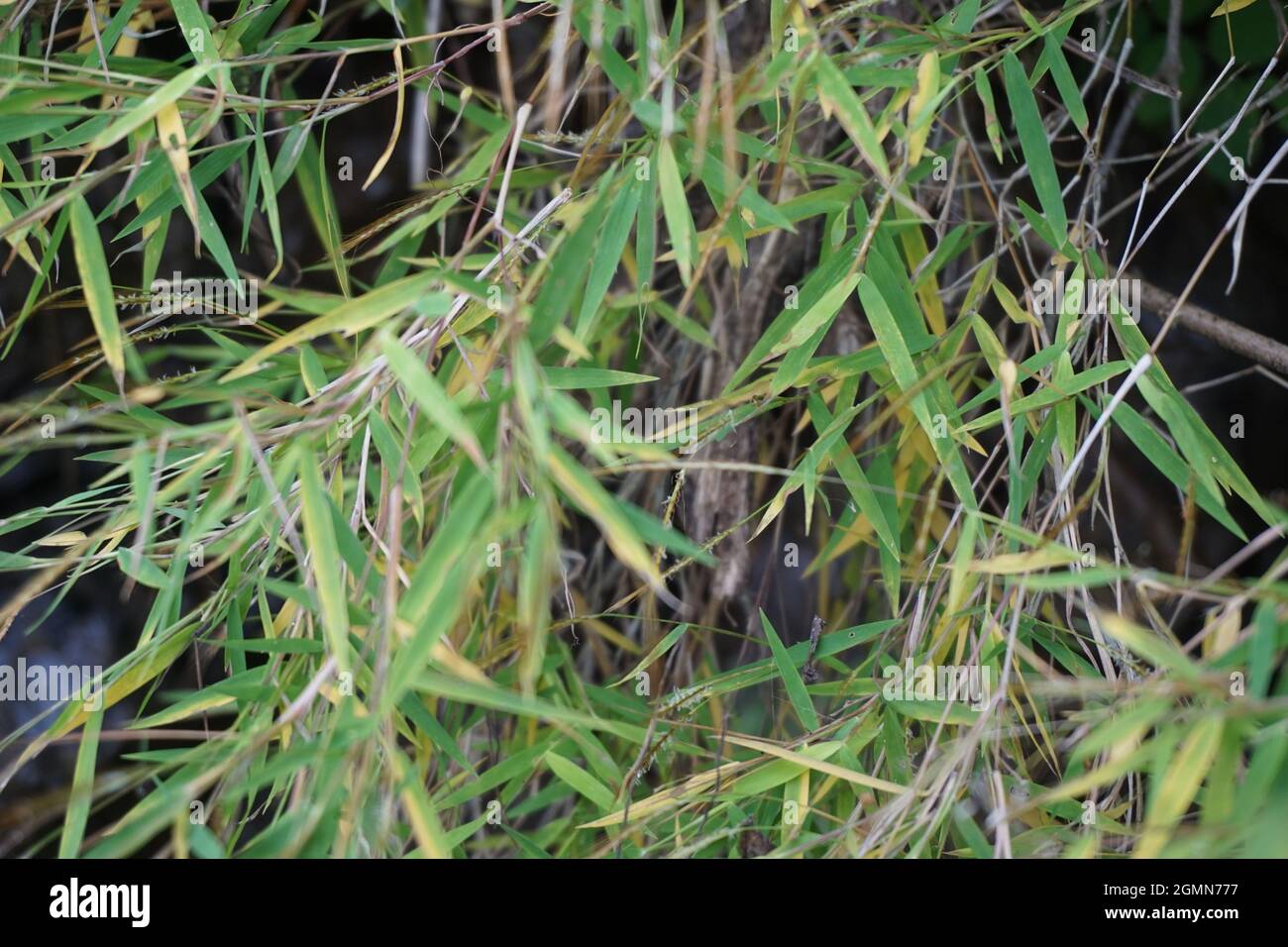 Bamboo grass (rumput bambu, genus Lophatherum) with a natural ...