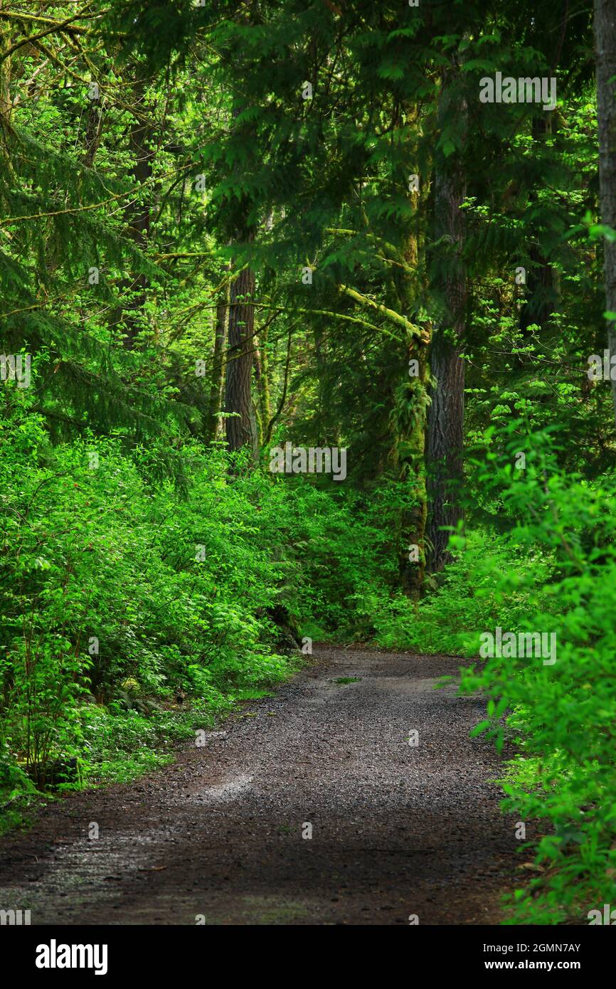a exterior picture of an Pacific Northwest forest trail Stock Photo - Alamy