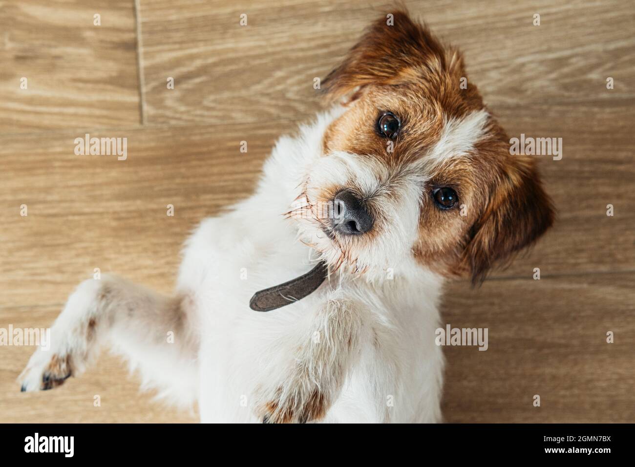 Purebred Jack Russell Terrier lying on the floor and looking Stock ...