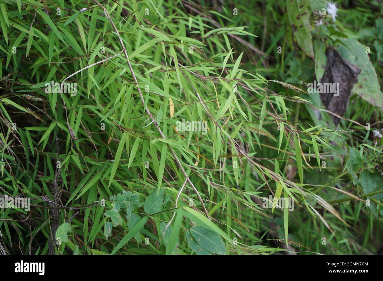 Bamboo grass (rumput bambu, genus Lophatherum) with a natural ...