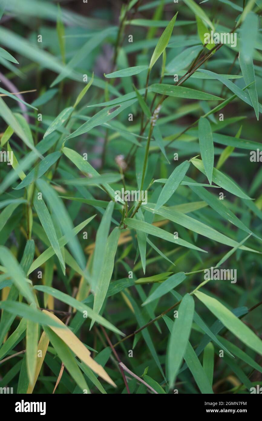 Bamboo grass (rumput bambu, genus Lophatherum) with a natural ...
