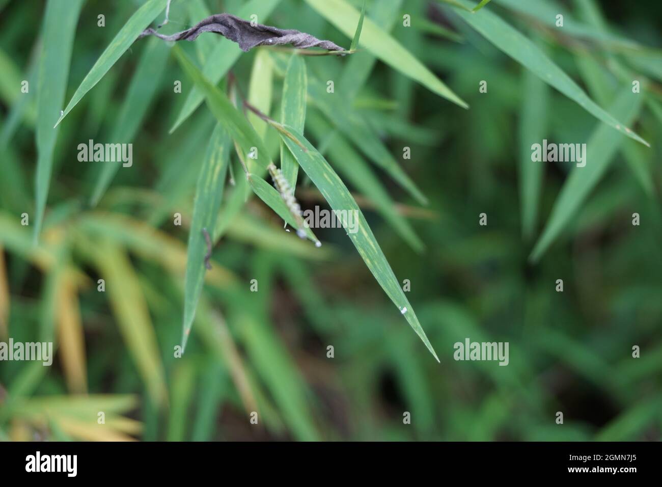 Bamboo grass (rumput bambu, genus Lophatherum) with a natural ...