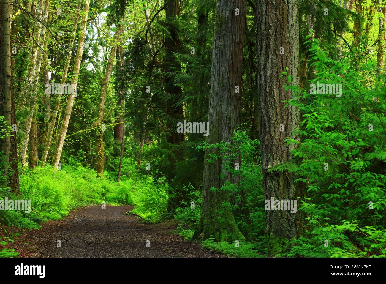 a exterior picture of an Pacific Northwest forest trail Stock Photo - Alamy