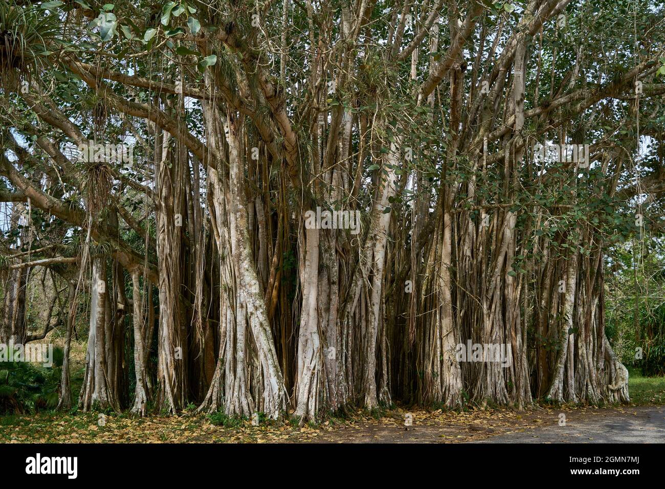 Curtain Fig Tree (Ficus virens), grove of a Curtain Fig Tree in a park ...