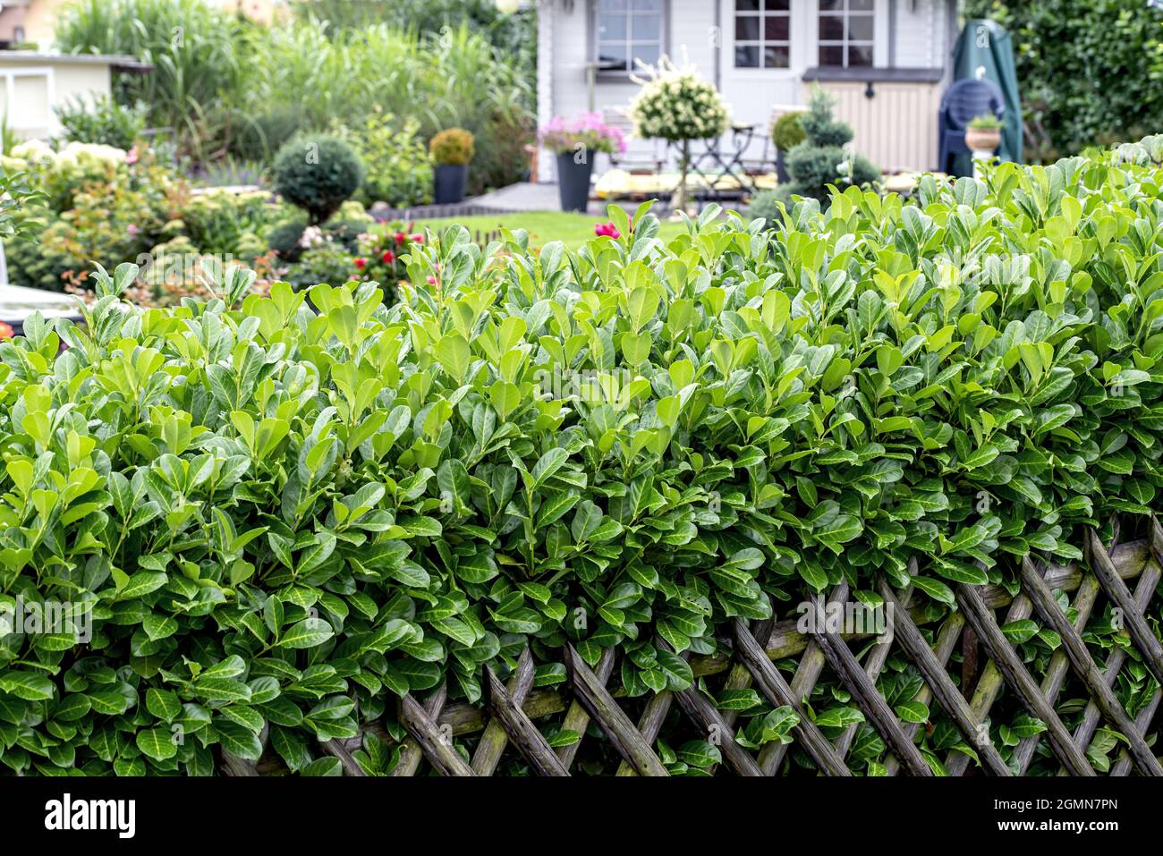 cherry-laurel (Prunus laurocerasus 'Rotundifolia', Prunus laurocerasus ...