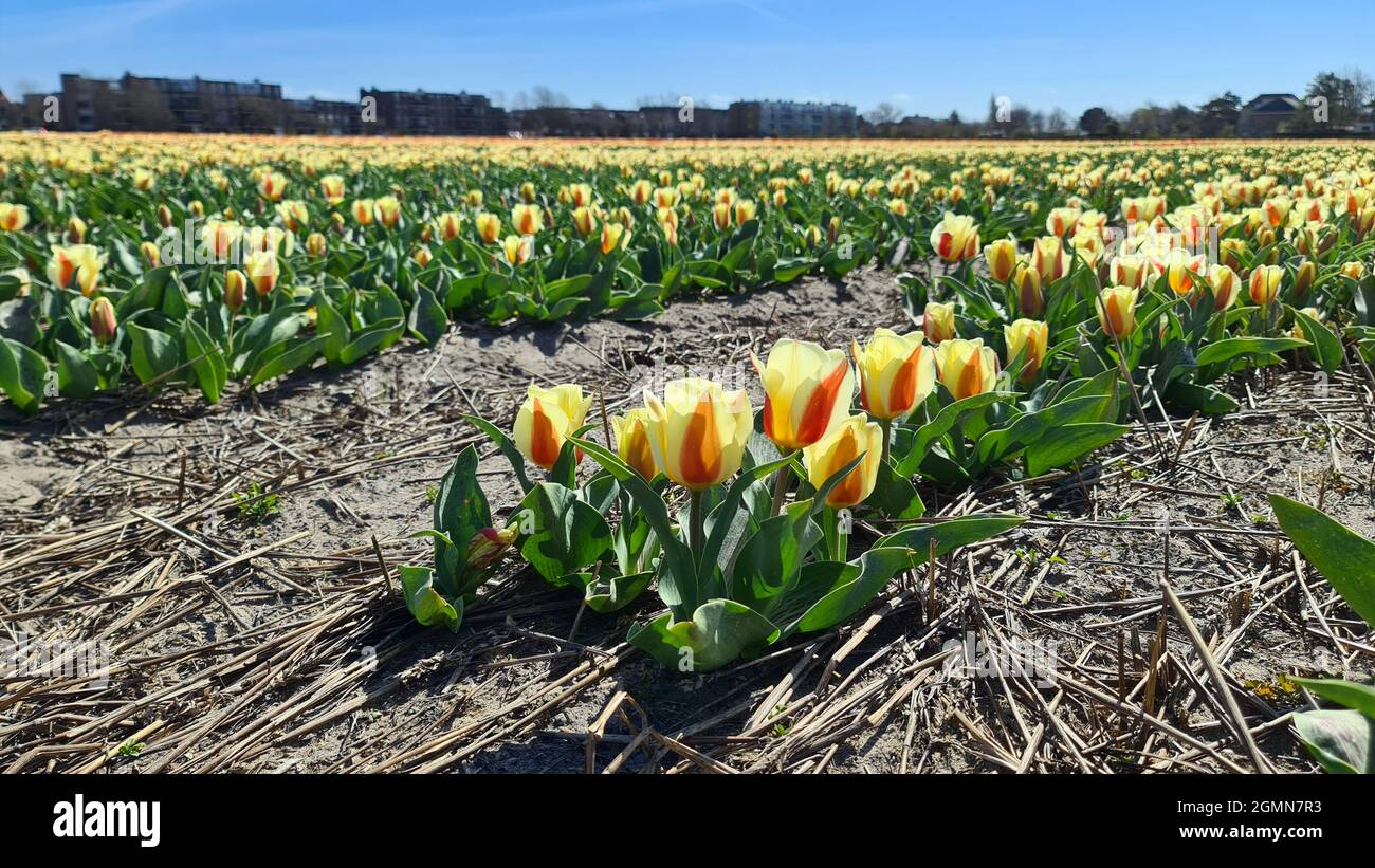 common garden tulip (Tulipa spec.), blooming tulip field, worms-eye ...
