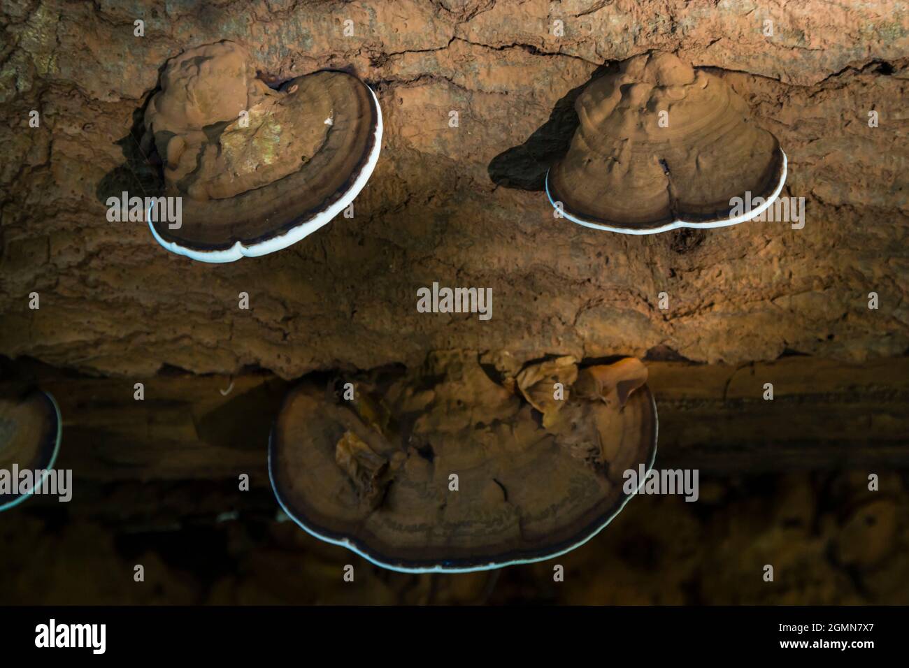 Red Banded Polypore, Red-banded Polypore, Red belted Bracket, Red ...