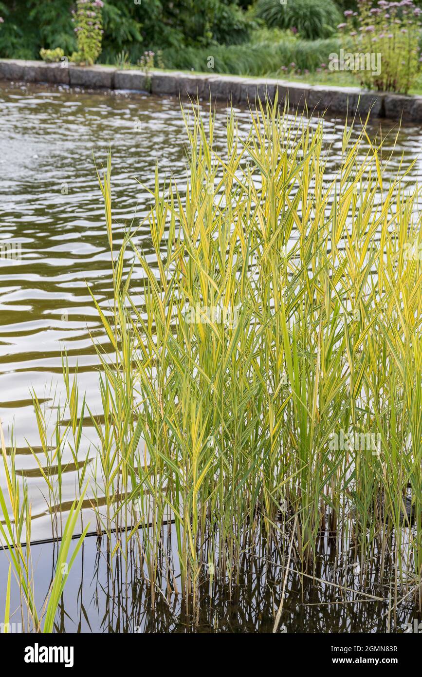 reed grass, common reed (Phragmites australis 'Variegatus', Phragmites ...