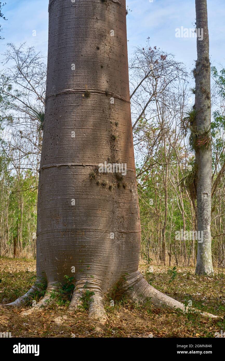 Young baobab tree hi-res stock photography and images - Alamy