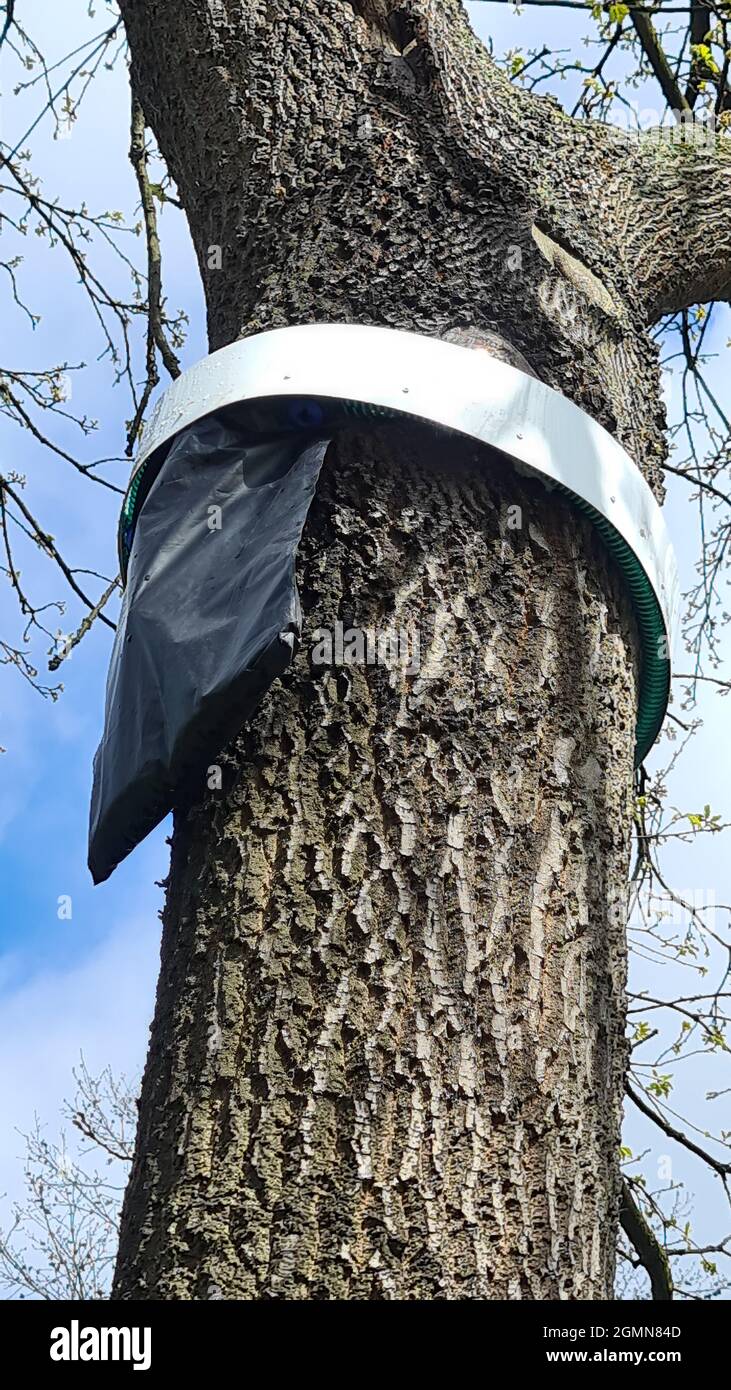 oak processionary moth (Thaumetopoea processionea), trap for oak ...