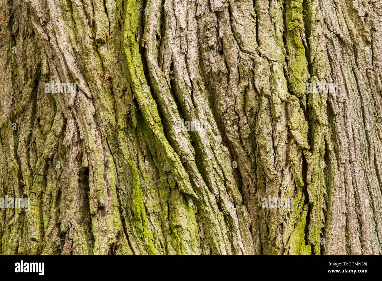 common oak, pedunculate oak, English oak (Quercus robur. Quercus ...