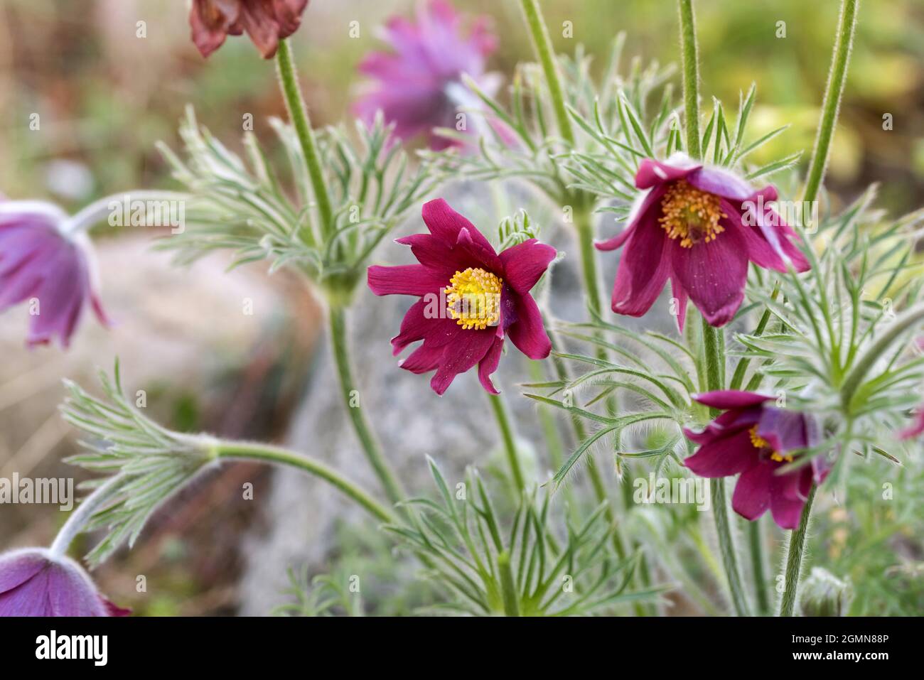 pasque flower (Pulsatilla vulgaris 'Rubra', Pulsatilla vulgaris Rubra ...