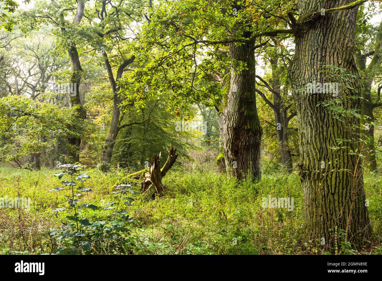 common oak, pedunculate oak, English oak (Quercus robur. Quercus ...