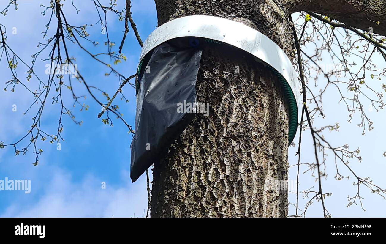 oak processionary moth (Thaumetopoea processionea), trap for oak ...