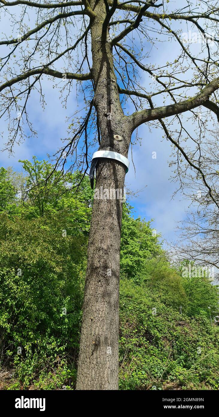 oak processionary moth (Thaumetopoea processionea), trap for oak ...
