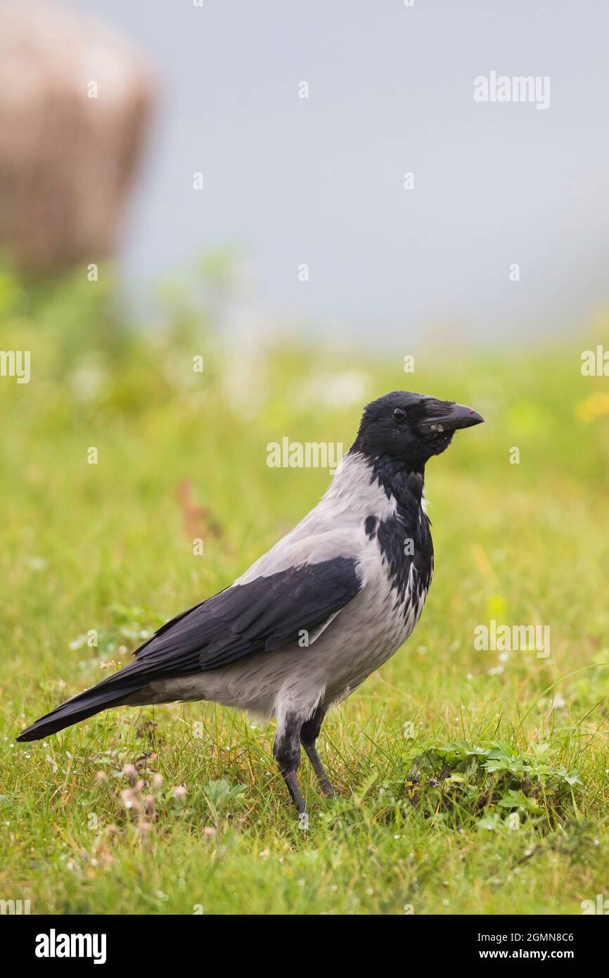 Hooded crow (Corvus corone cornix, Corvus cornix), stands in a meadow ...