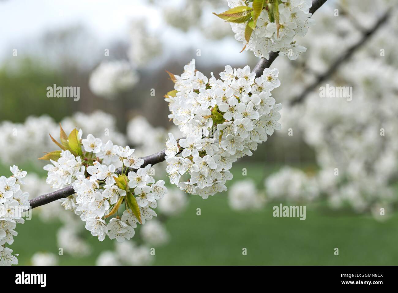 Cherry tree, Sweet cherry (Prunus avium), blooming cherry twig, Germany ...