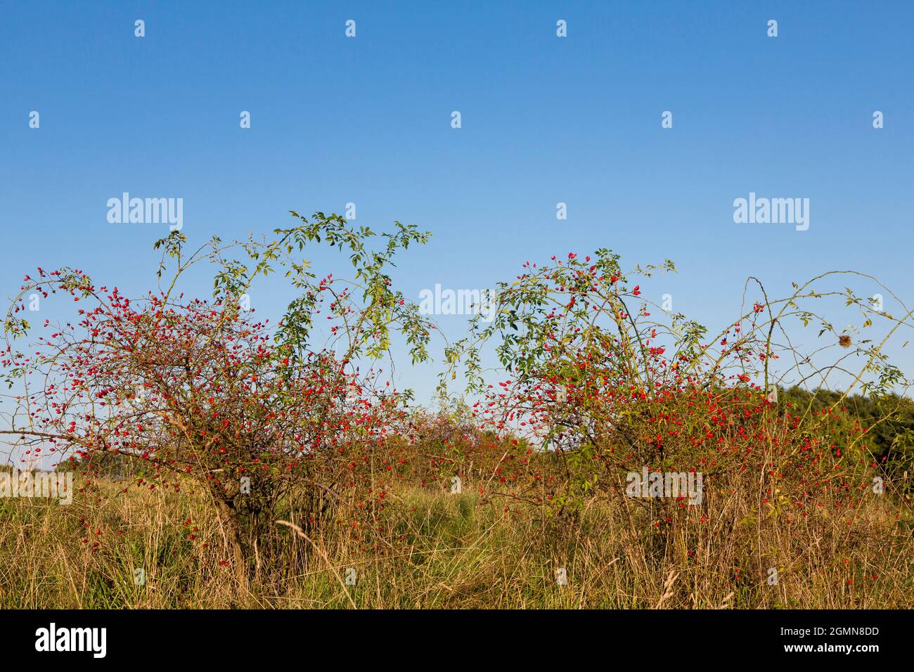 dog rose (Rosa canina), shrubs with rose-hips, Germany, Brandenburg ...