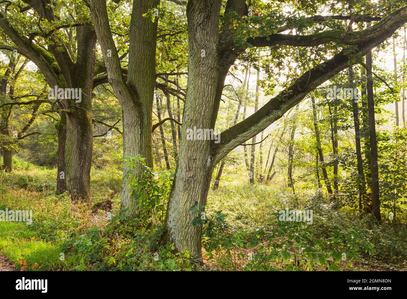 common oak, pedunculate oak, English oak (Quercus robur. Quercus ...