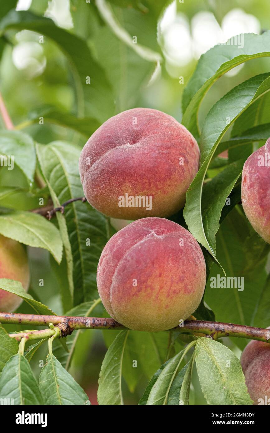 Prunus persica gelber dixired hi-res stock photography and images - Alamy