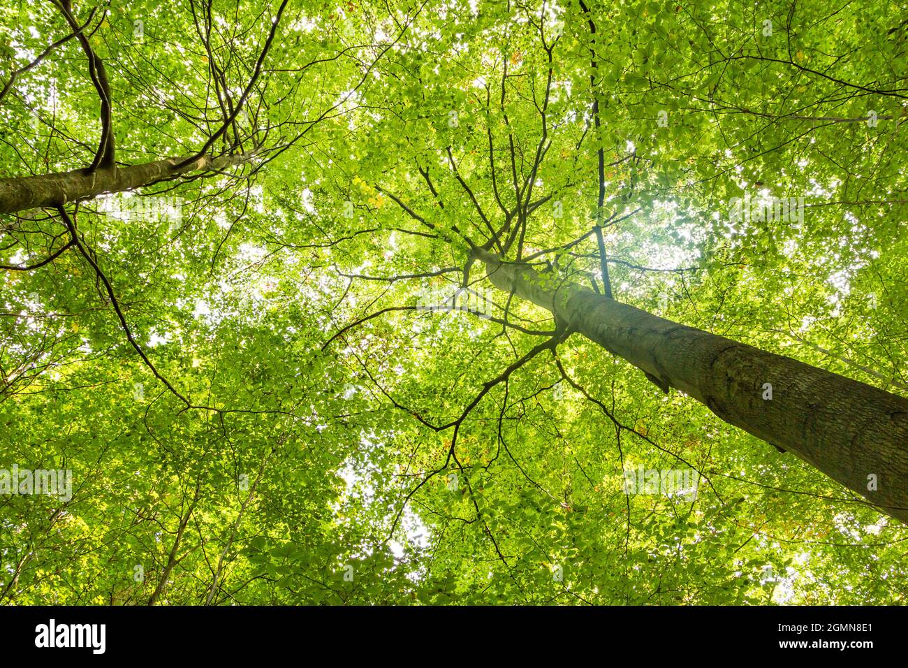 common beech (Fagus sylvatica), at the nature reserve Heilige Hallen ...